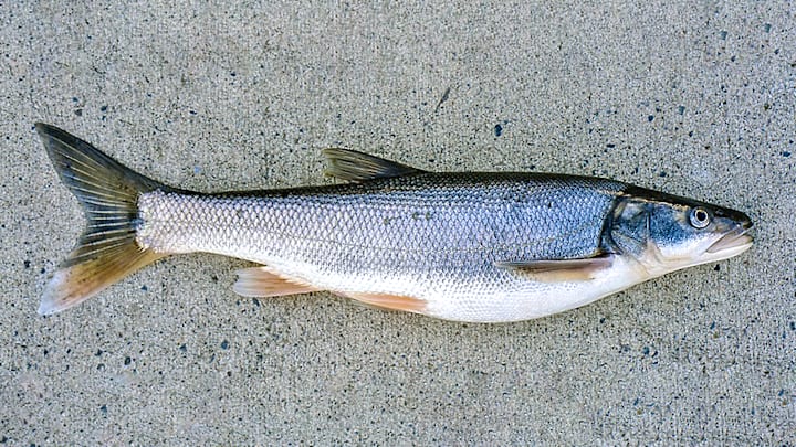 record pikeminnow