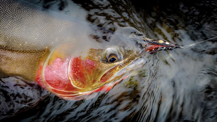 Fly Fishing Eye Candy: Take a Small Break From the Holiday Gatherings
