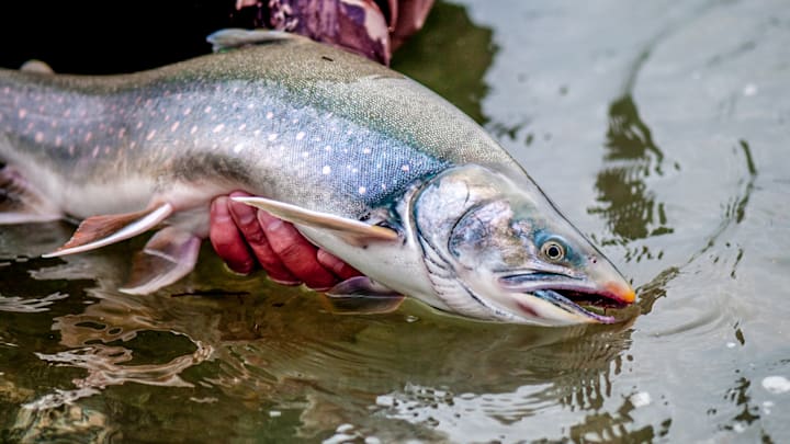 arctic char spawning colors
