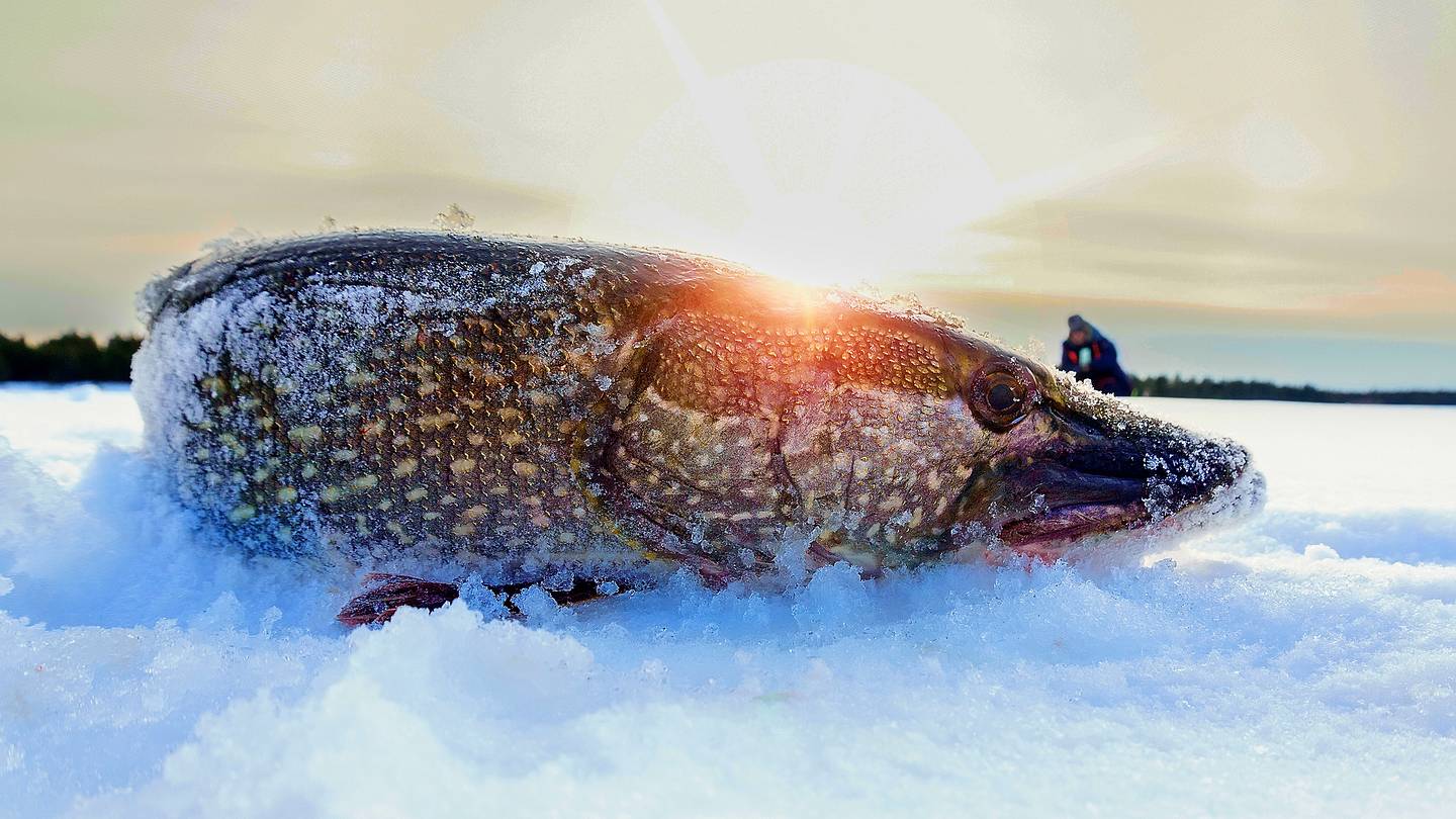 How to Pickle Northern Pike: A Traditional Recipe for Ice Fishing ...