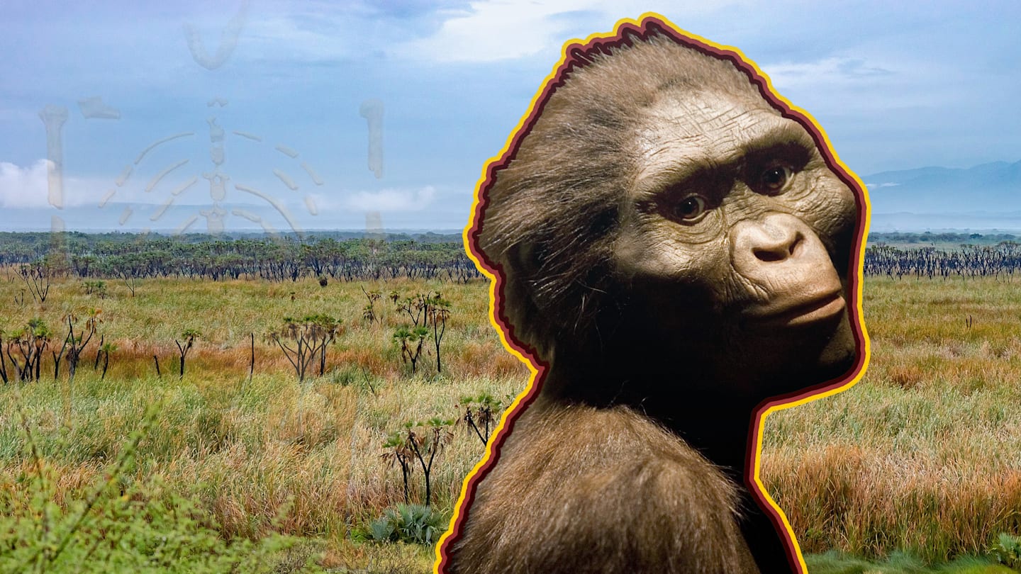 lucy australopithecus ks2