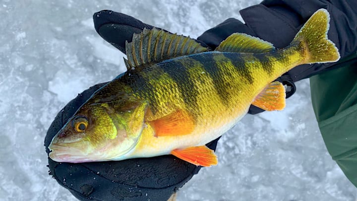 record perch caught