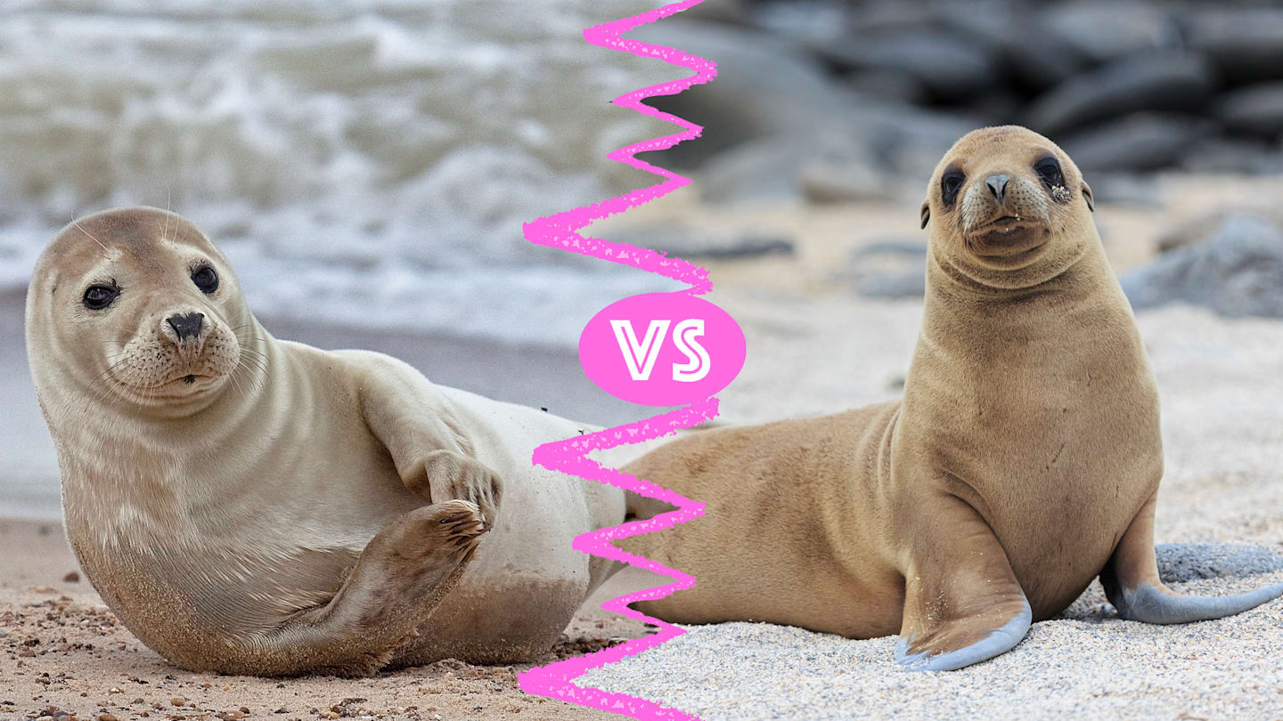 What’s the Difference Between Seals and Sea Lions?