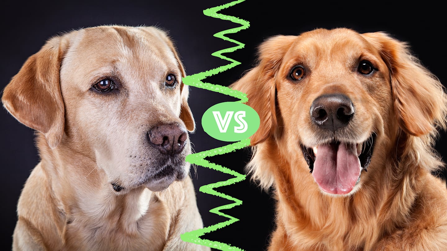 Labrador vs. Golden Retriever: What’s the Difference?