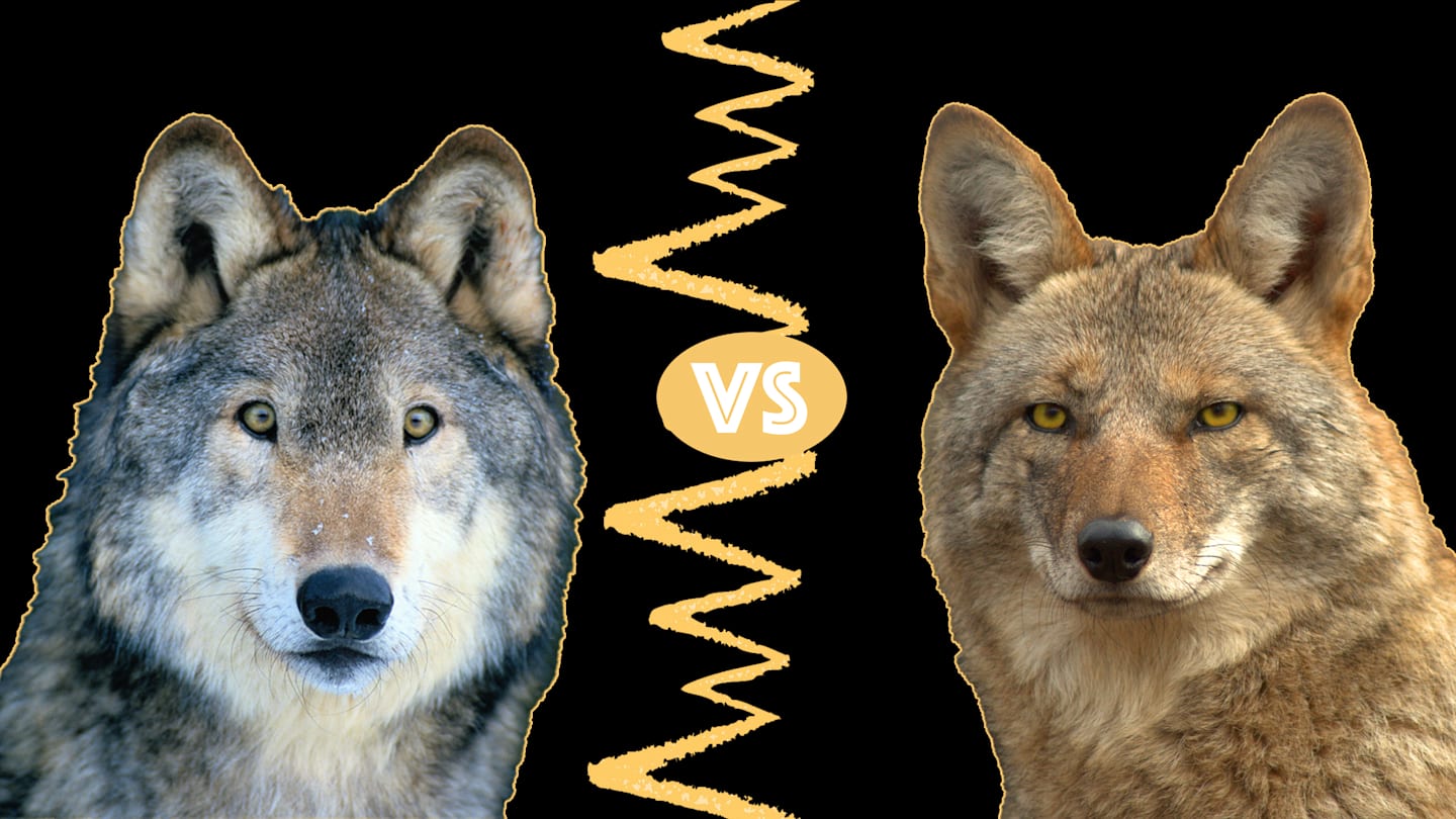 Wolves vs. Coyotes: What’s the Difference?