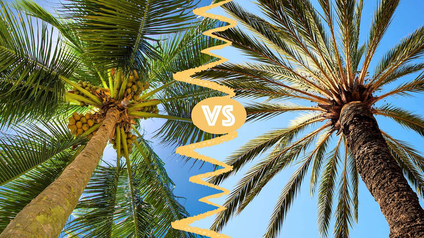 What’s the Difference Between Coconut Trees and Palm Trees?