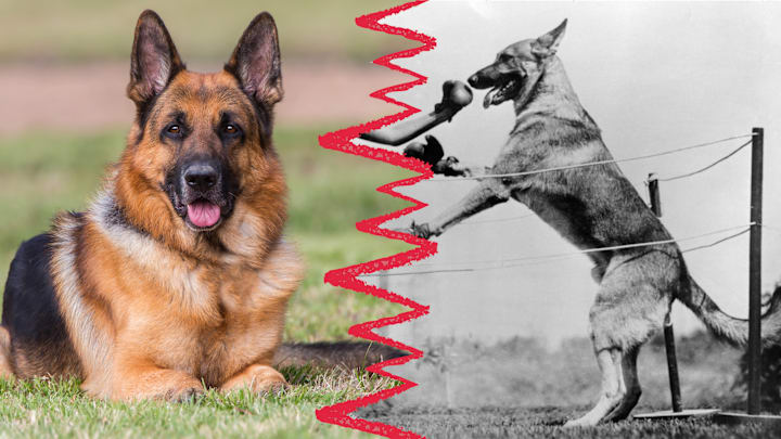 dogs before selective breeding