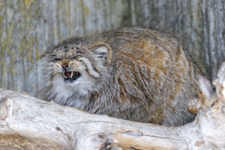 peter pallas cat