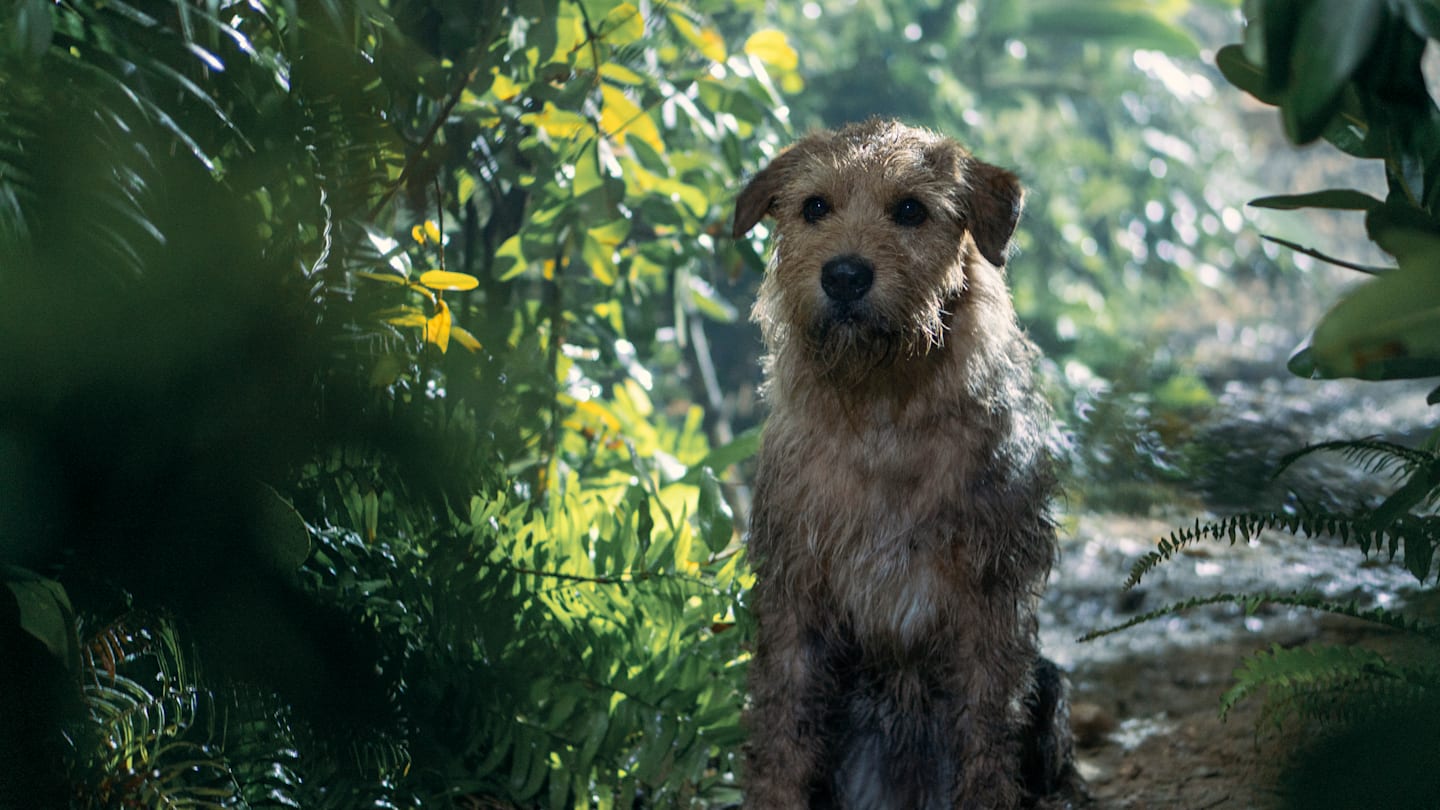 arthur the king bear grylls