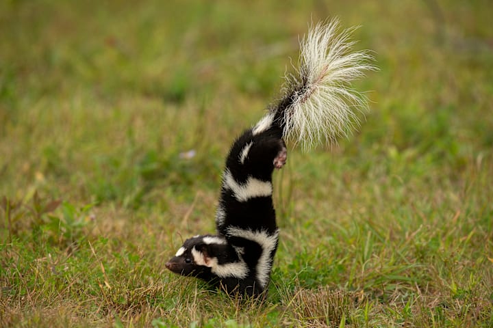 skunk side effects