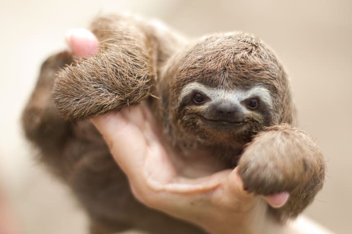 sloth hands