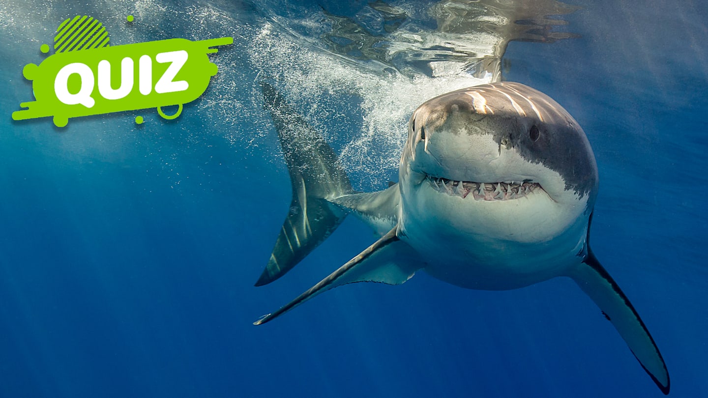 Can You Tell the Real Shark From the Fake Shark?