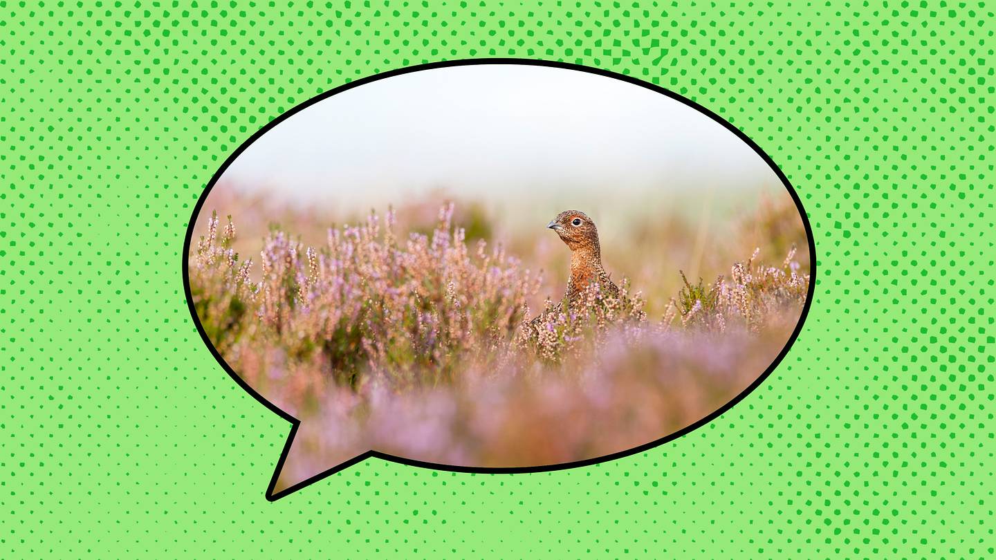 Where Did the Phrase ‘Beat Around the Bush’ Come From?