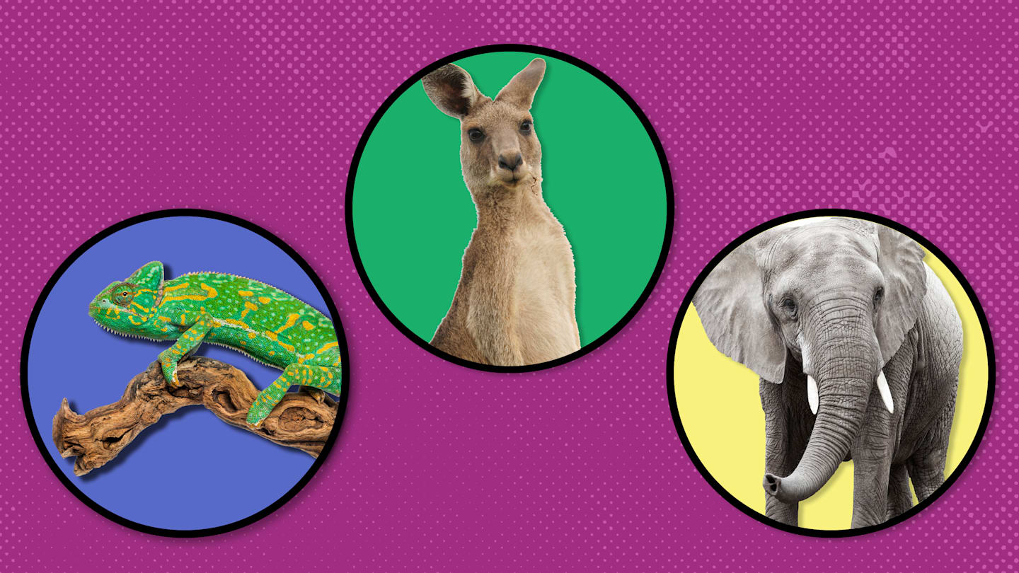 The Origins of the 'Anonymous Animals' in Your Google Docs