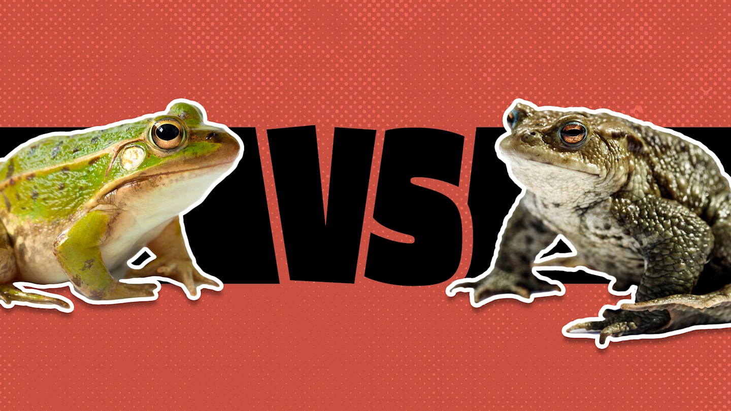 difference between toad and frog spawn
