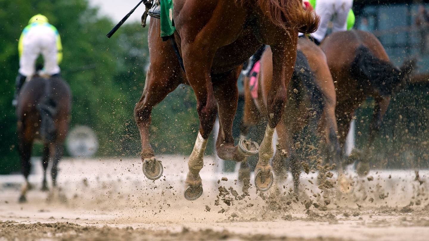 DRF's Horse Racing Playbook for Friday, February 6, 2026