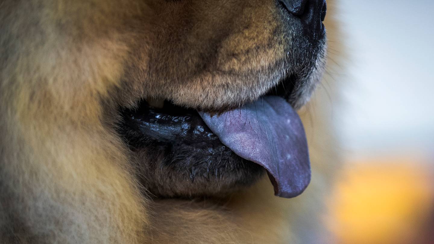 5 Dog breeds you may not have known that have blue tongues