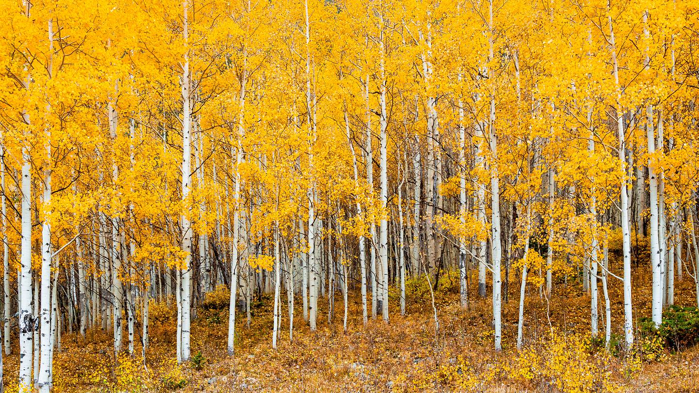 9 of the Best Trees for Spectacular Fall Foliage