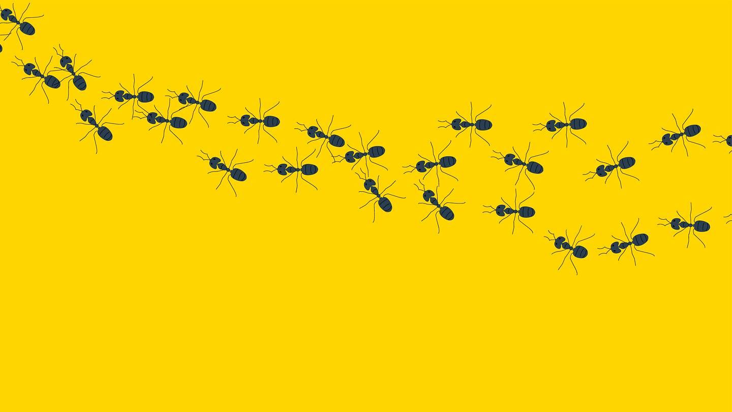 How Many Ants Are There in the World? Scientists Did the Math