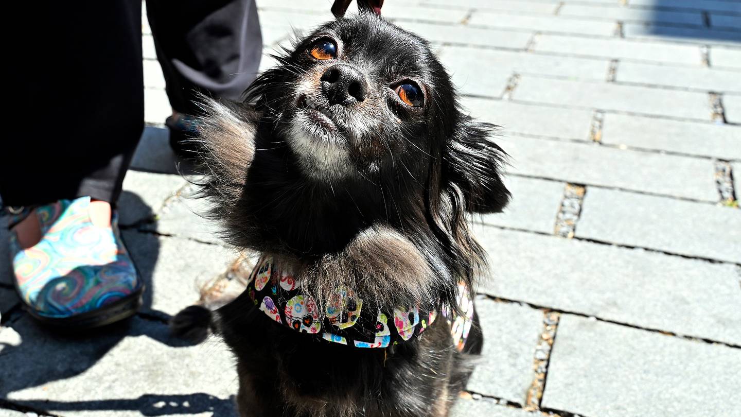 5 dog breeds that actually enjoy summer