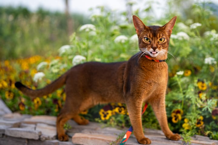 abyssinian cat