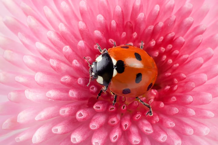 cute ladybug real