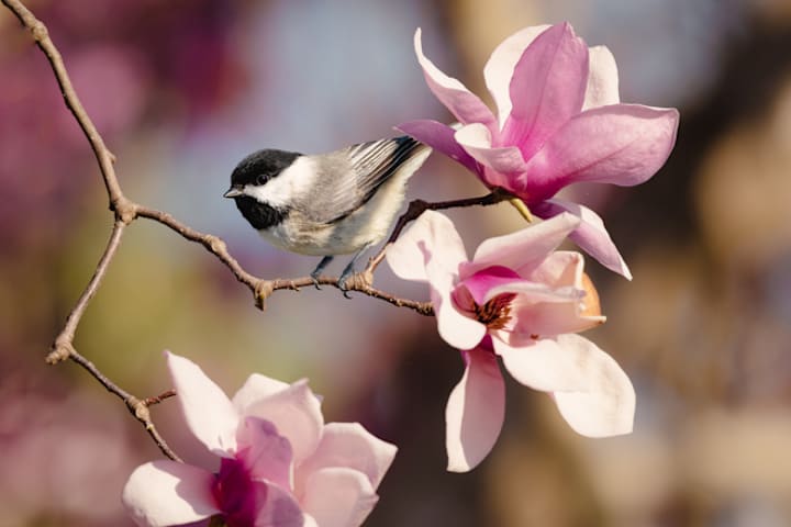 cute chickadee names
