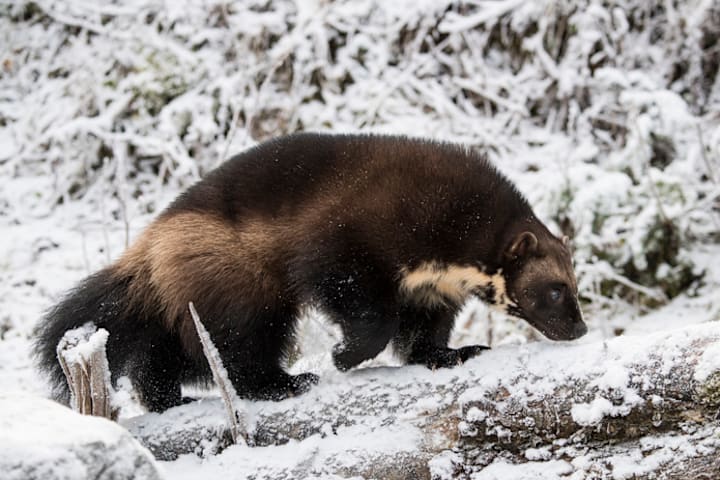 what do wolverines hunt
