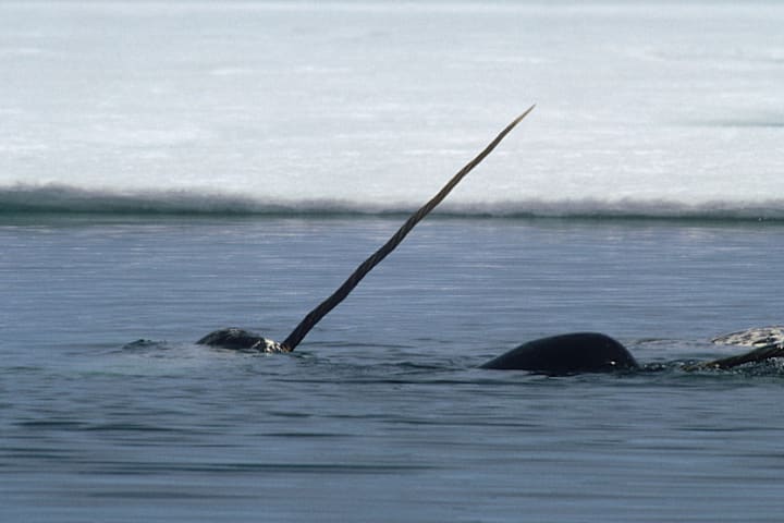 narwhals in captivity