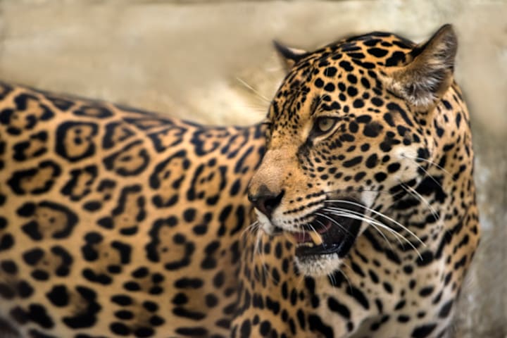 jaguar face