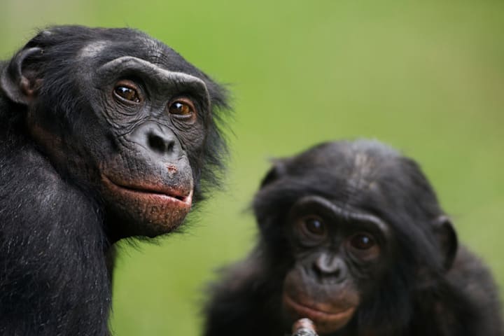 chimpanzee ape difference