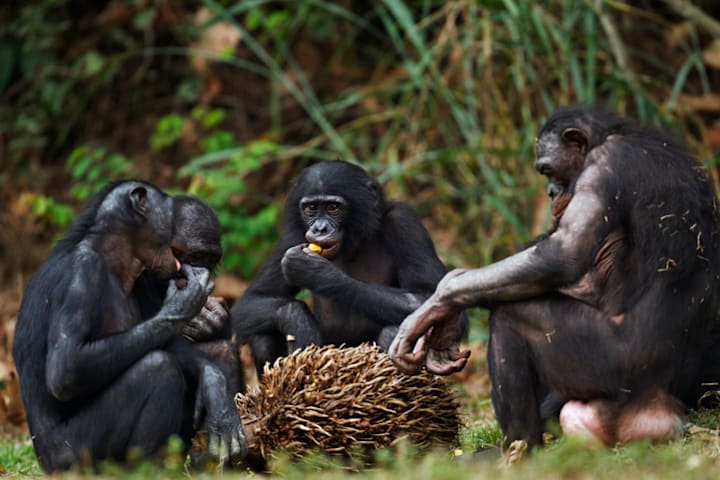 bonobos ninjas