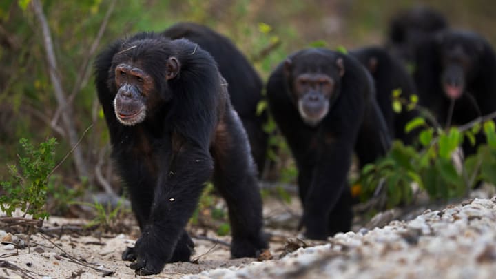 bonobo walking