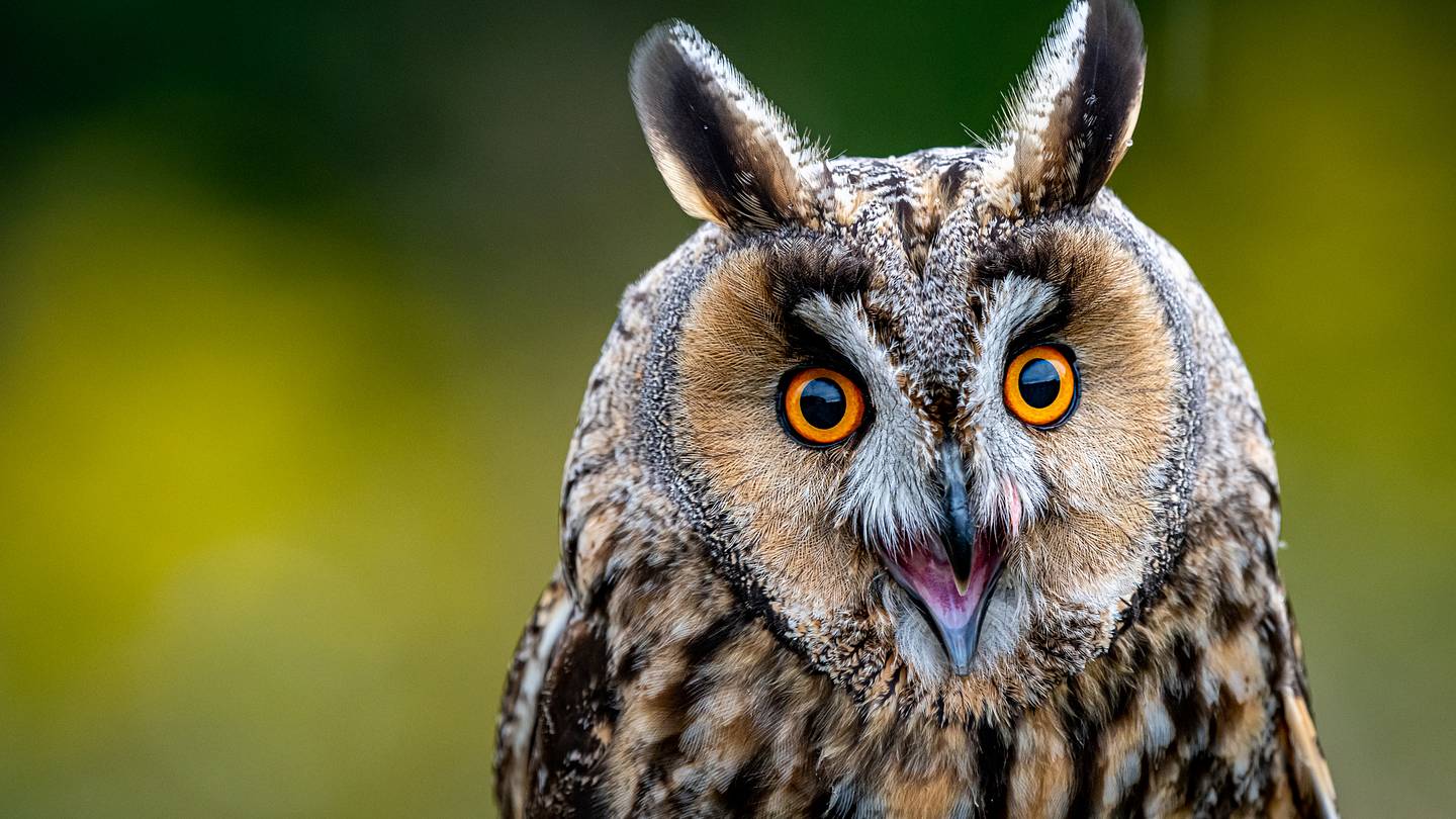 Are Owls Actually All That Wise?