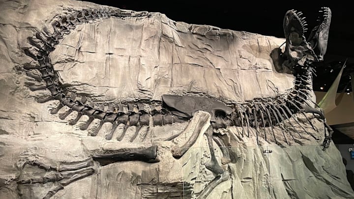 dinosaur bones canada