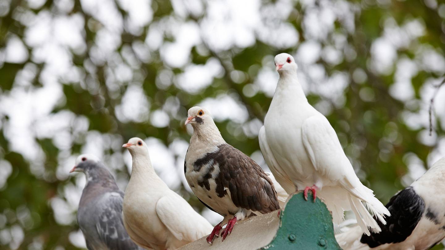9 Bizarre and Beautiful Fancy Pigeons