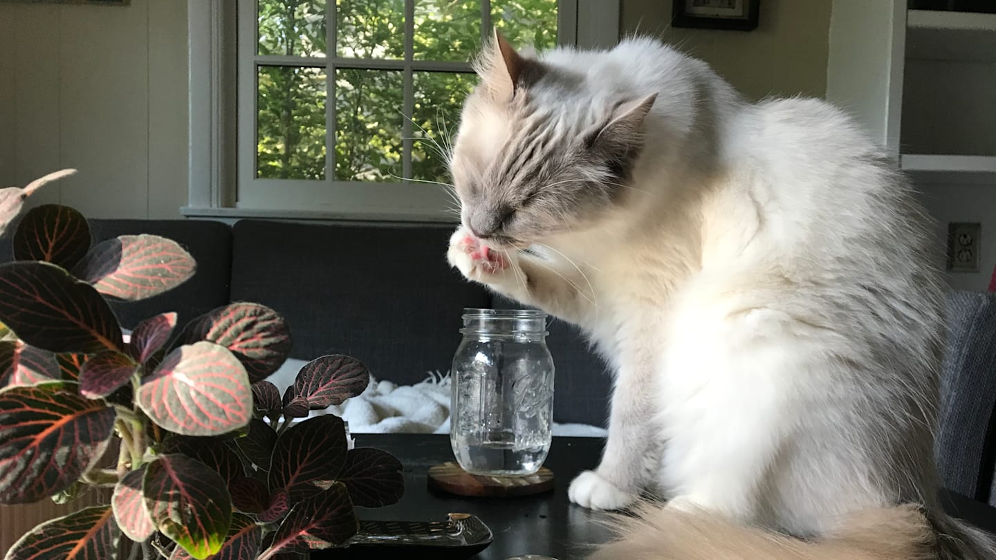 Why Do Cats Dip Their Paw in Water Bowls?