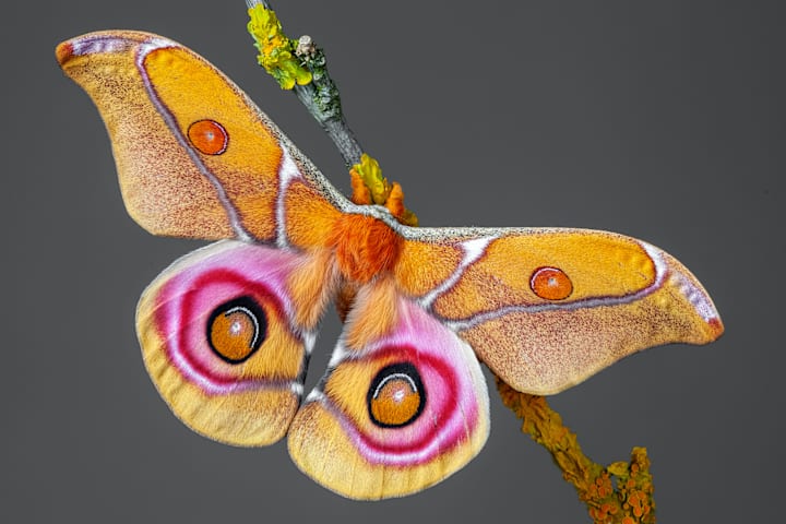 most beutiful moth