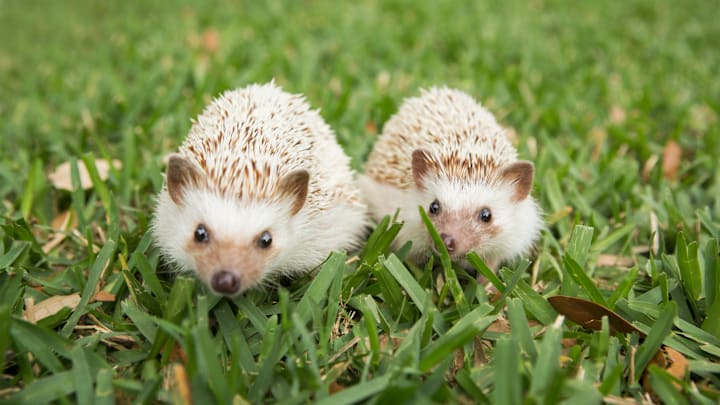 sparklebox hedgehogs