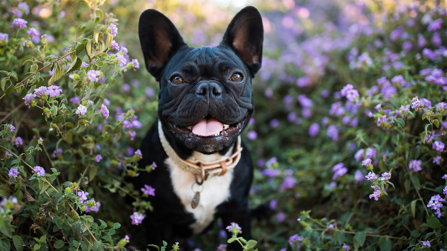 The 50 Most Popular Dog Breeds Worldwide