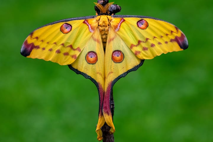 most beutiful moth