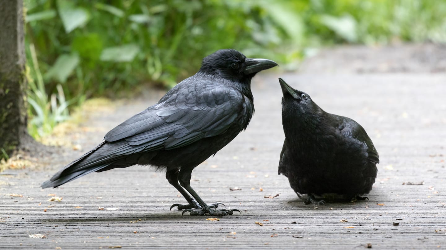 Counting Crows: These Smart Birds Can Count Out Loud, According to Science