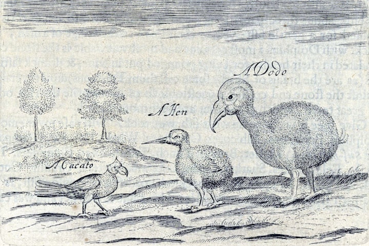 dodo bird theory