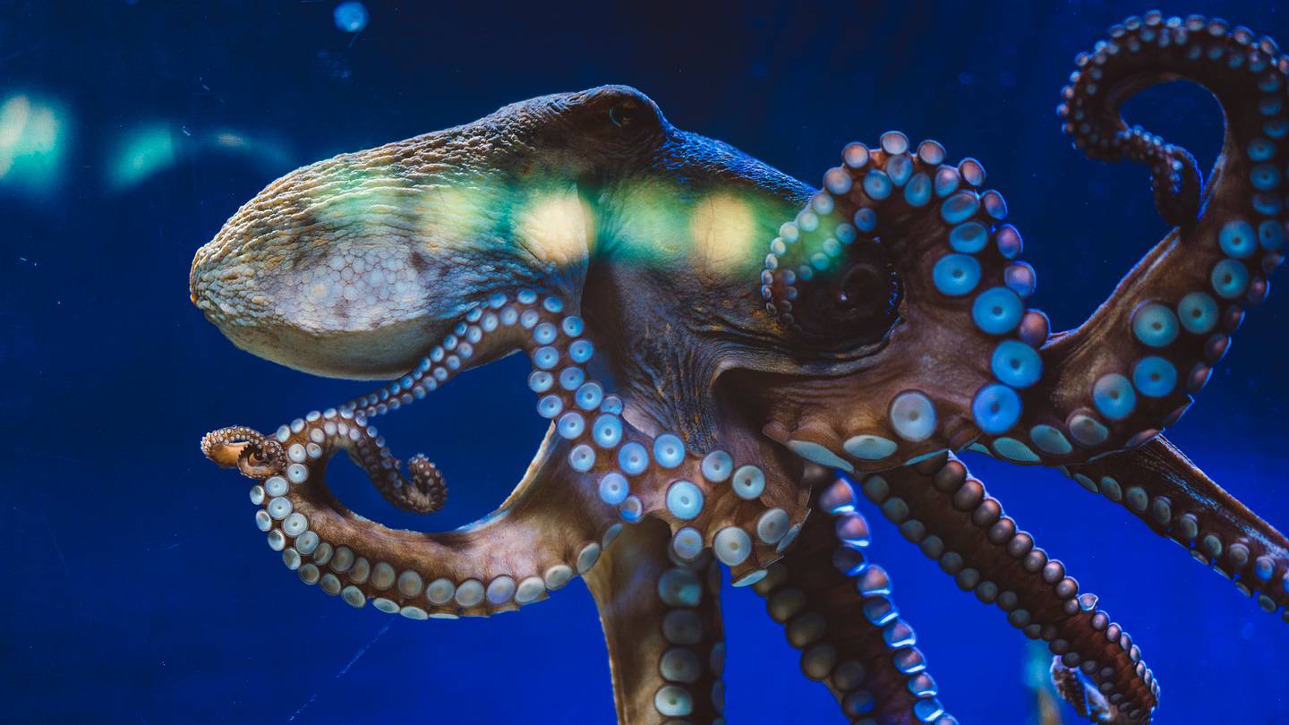 Octopuses Are Recycling Bottles and Cans for Shelter