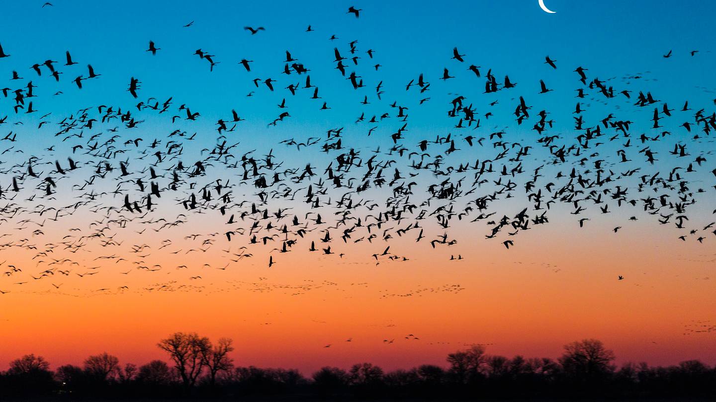 Which Birds Are Migrating Through Your Area? This Interactive Tool ...