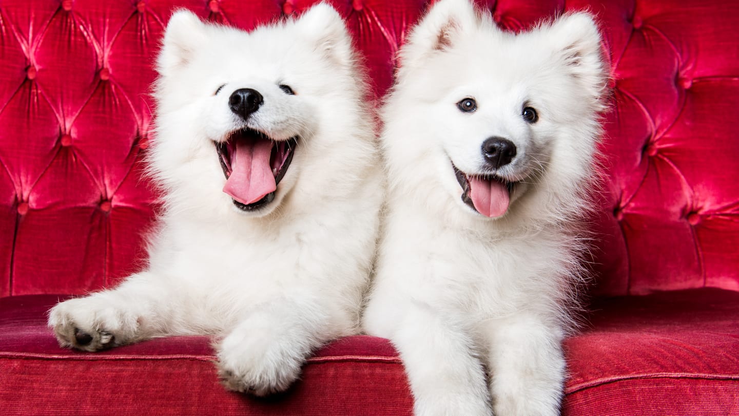 two cute dogs