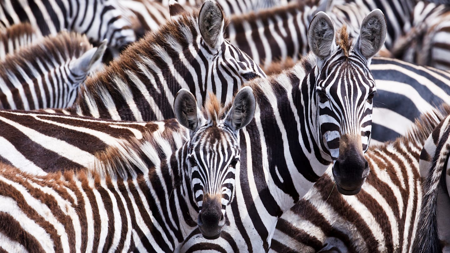 zebra herd behavior