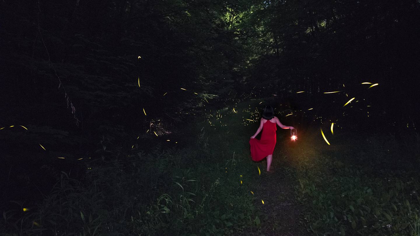 10 Amazing Places to See Fireflies