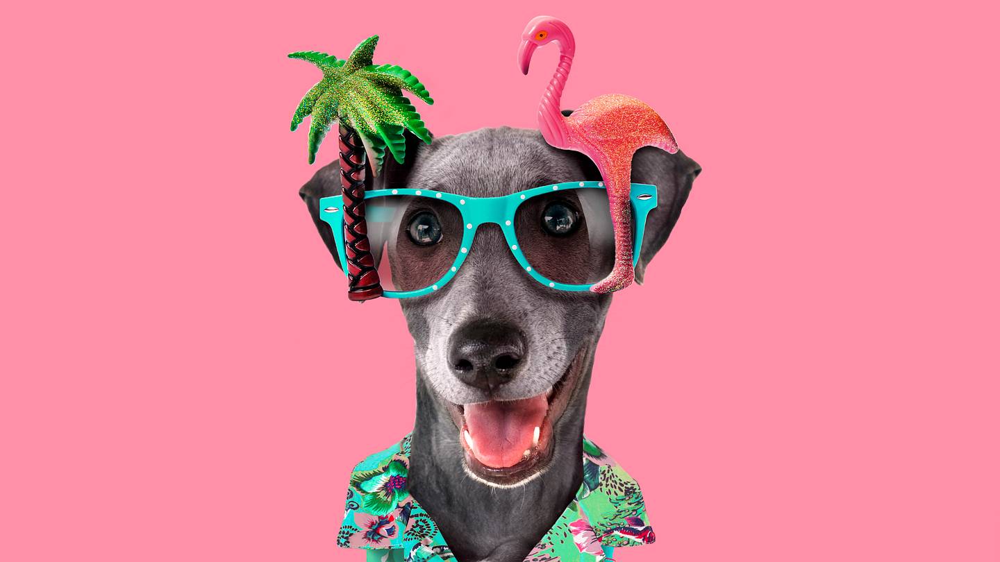 What Are The Dog Days of Summer?