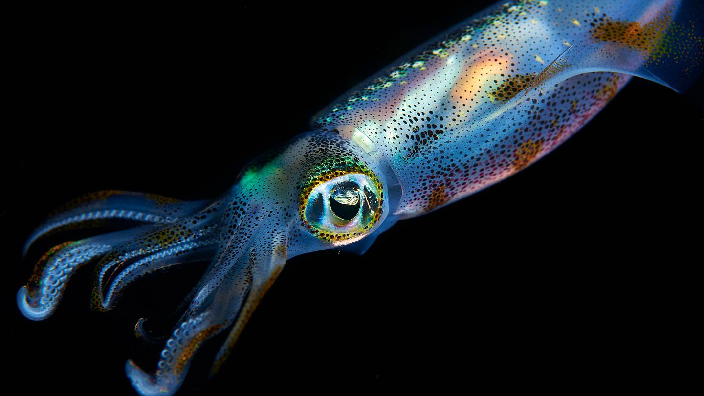 Squid vs. Cuttlefish: What’s the Difference?